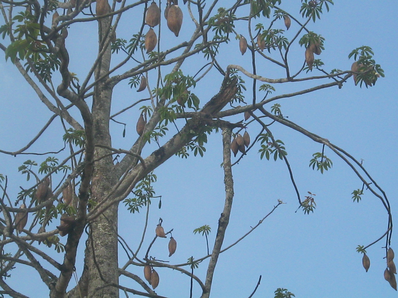 Nature shots: Panji Maram or Elavum ka